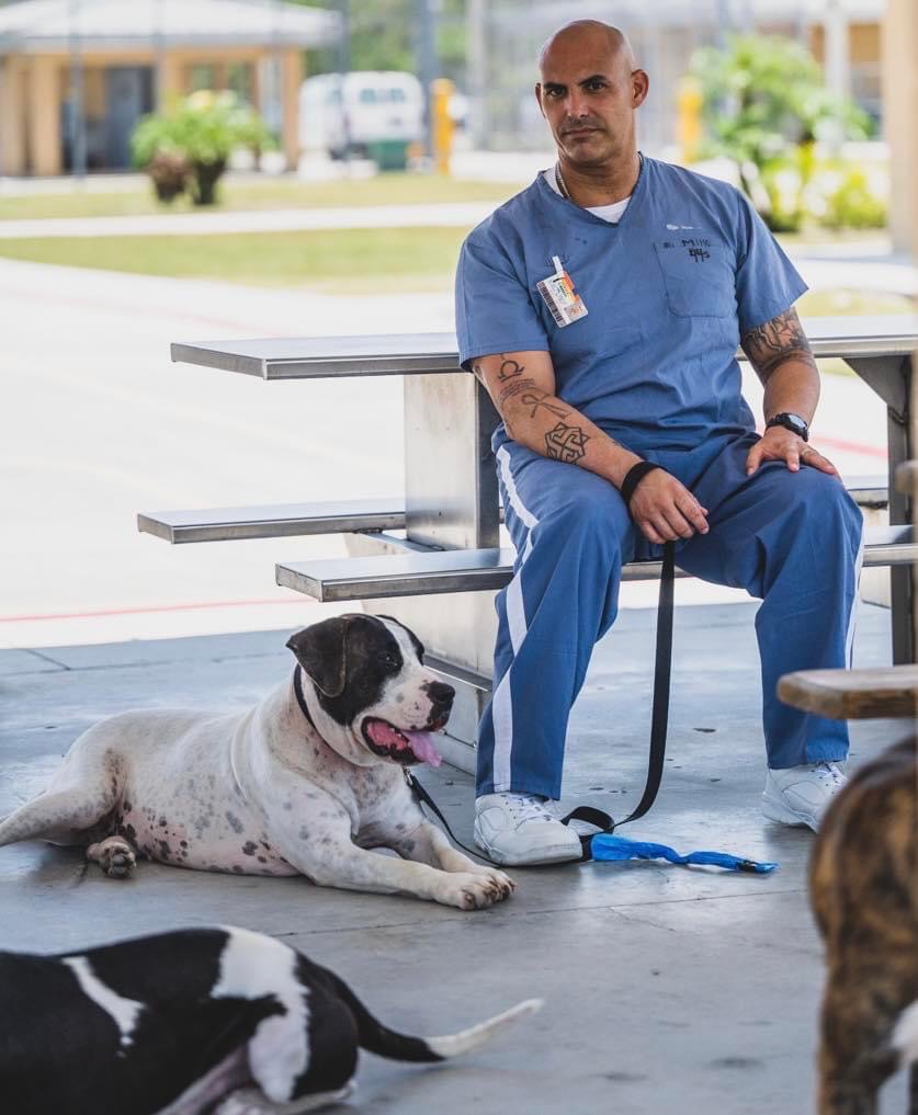 Trained Dogs for Adoption Miami Florida
